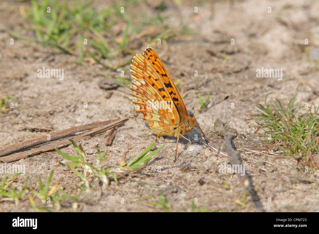 Pearl Bordered Fritillary Butterfly Stock Photo - Alamy