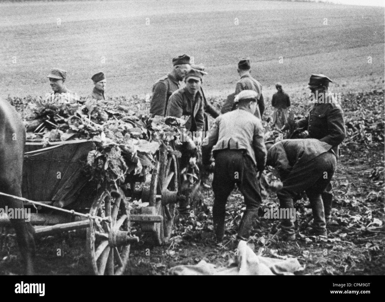 Polish prisoners of war at field work, 1939 Stock Photo - Alamy