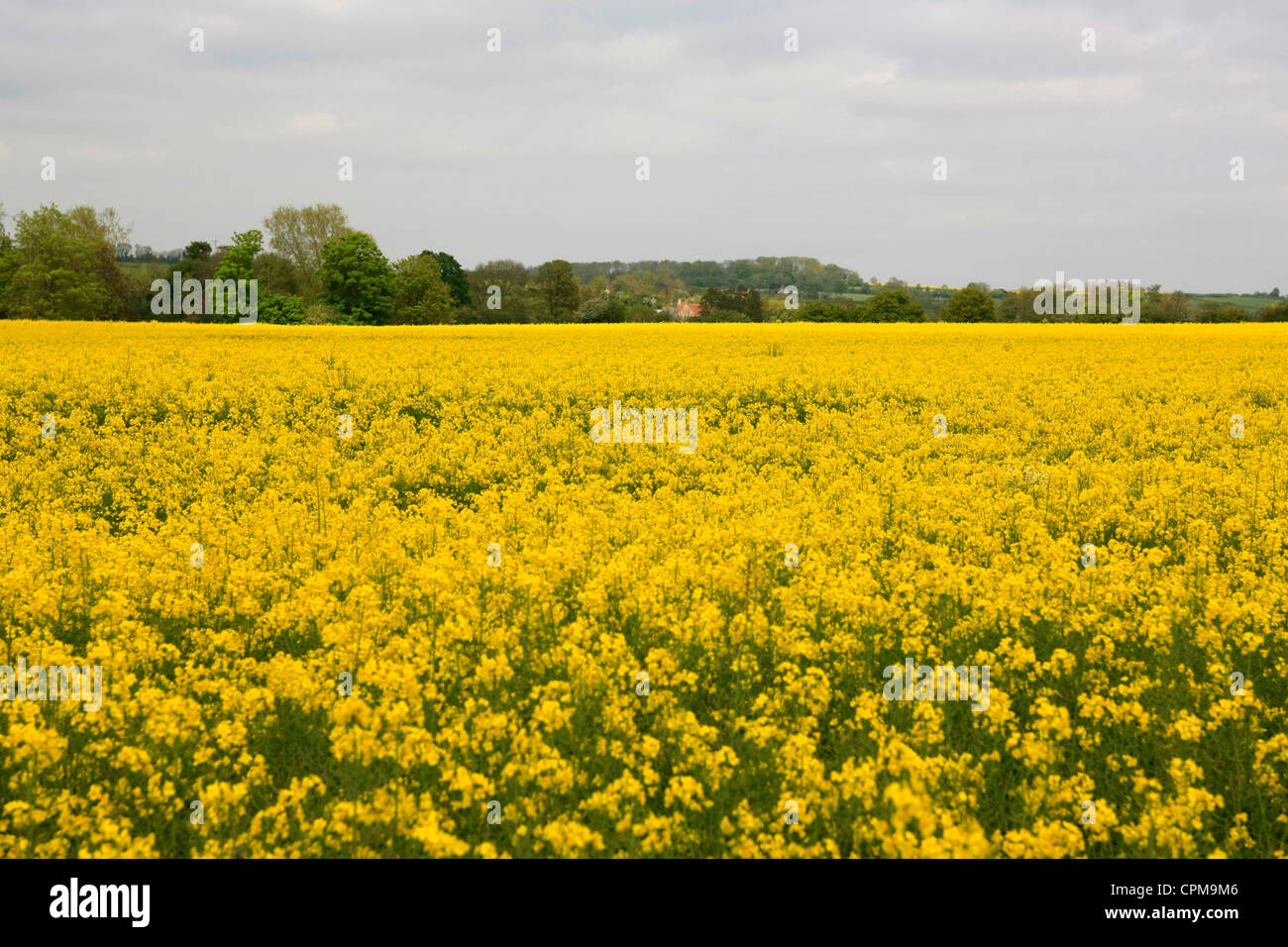 Yellow Rape Seed Crop Field in rural England Stock Photo - Alamy