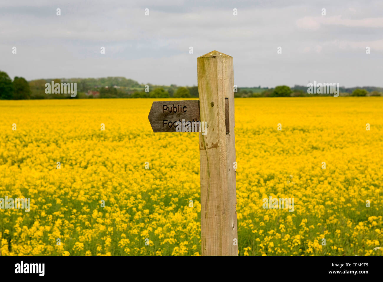 Yellow Rape Seed Crop Field and Public Footpath sign in rural England ...