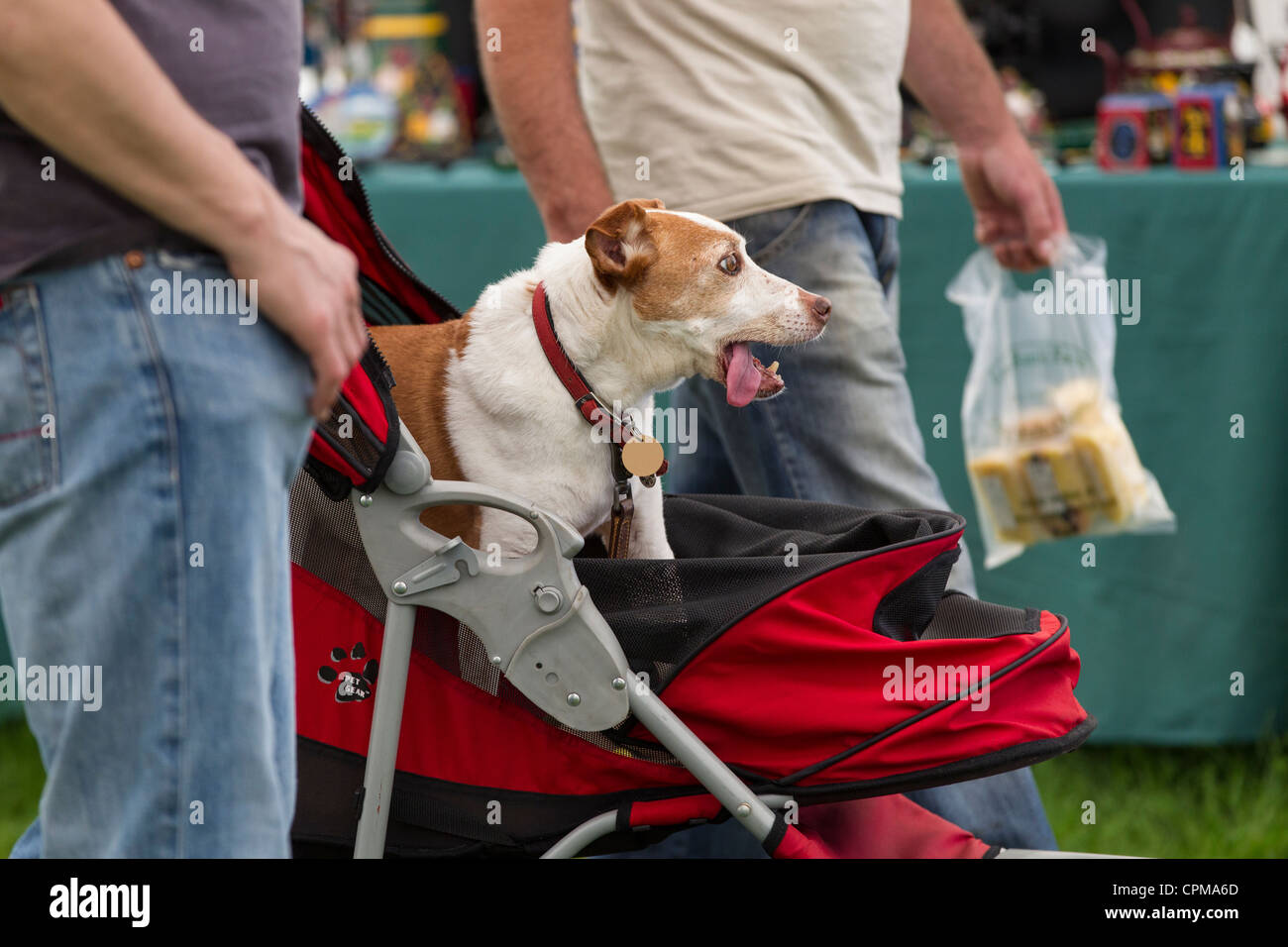 Pushchair dog hi-res stock photography and images - Alamy