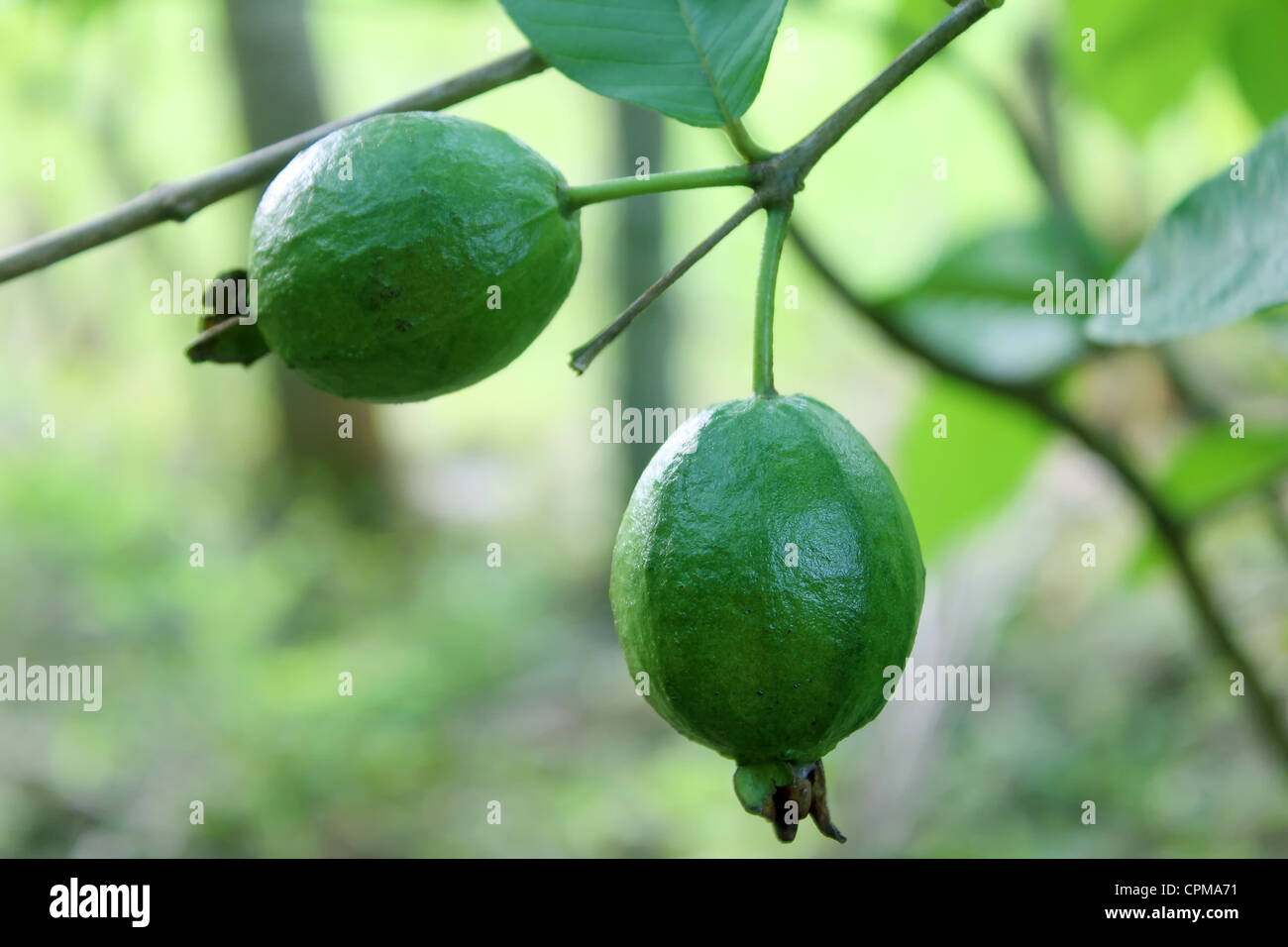 Guava Fruit High Resolution Stock Photography and Images - Alamy