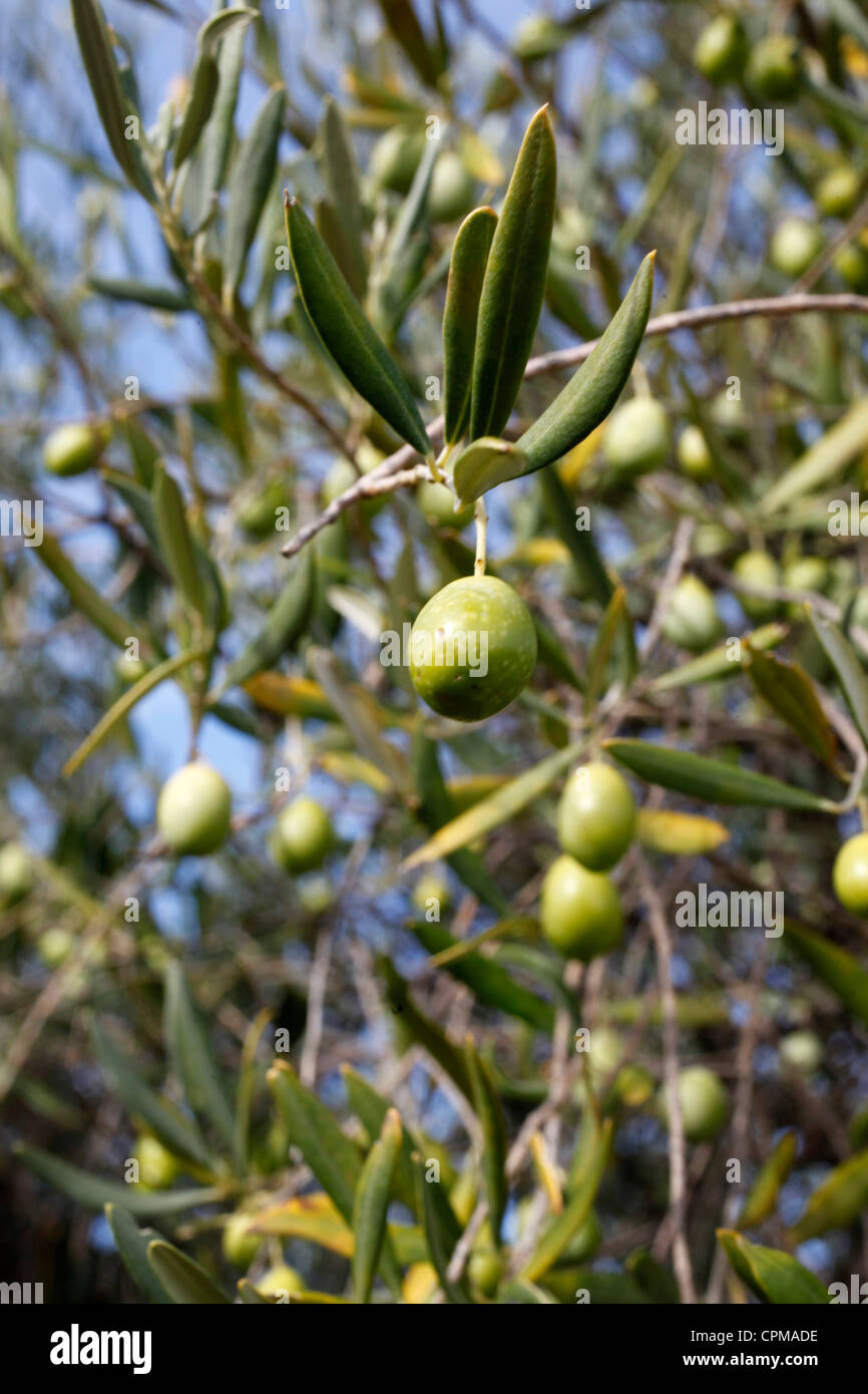 Oliver grove hi-res stock photography and images - Alamy