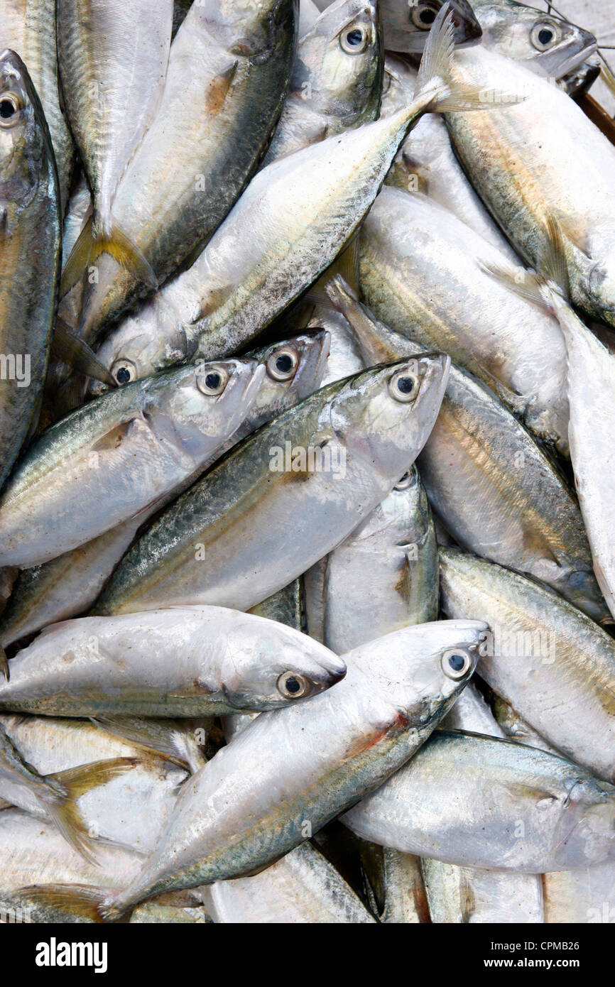 Food textures fish hi-res stock photography and images - Alamy