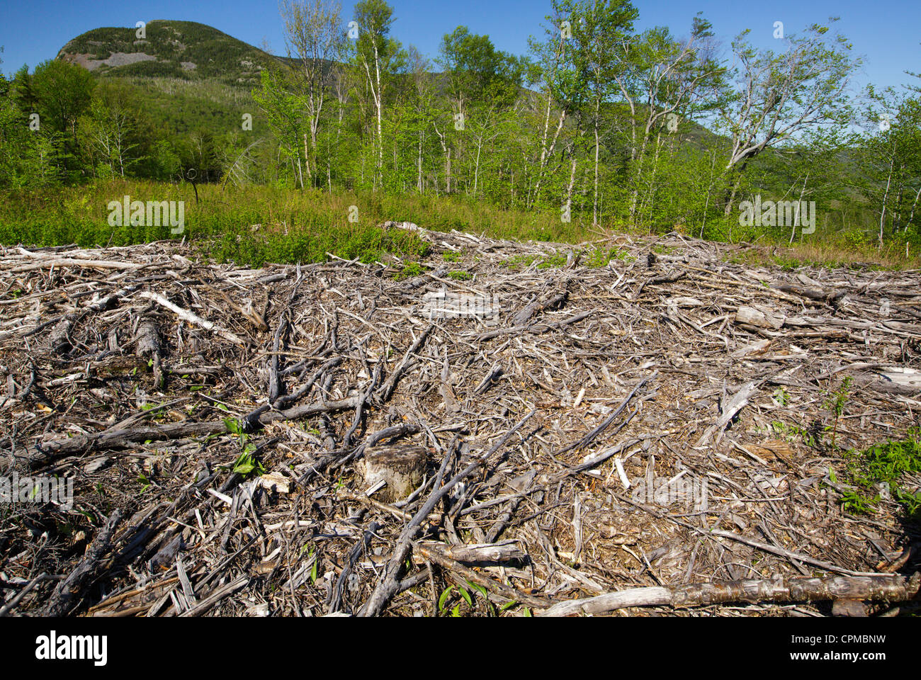 Regrowth of a forest after a Timber Harvest along Forest Road 155 in ...