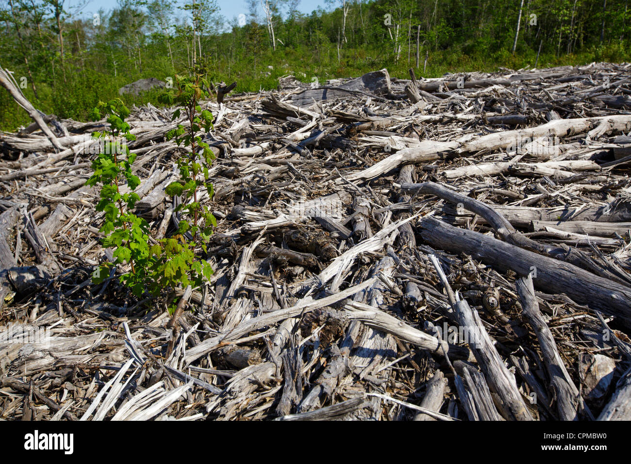 Regrowth of a forest after a Timber Harvest along Forest Road 155 in ...