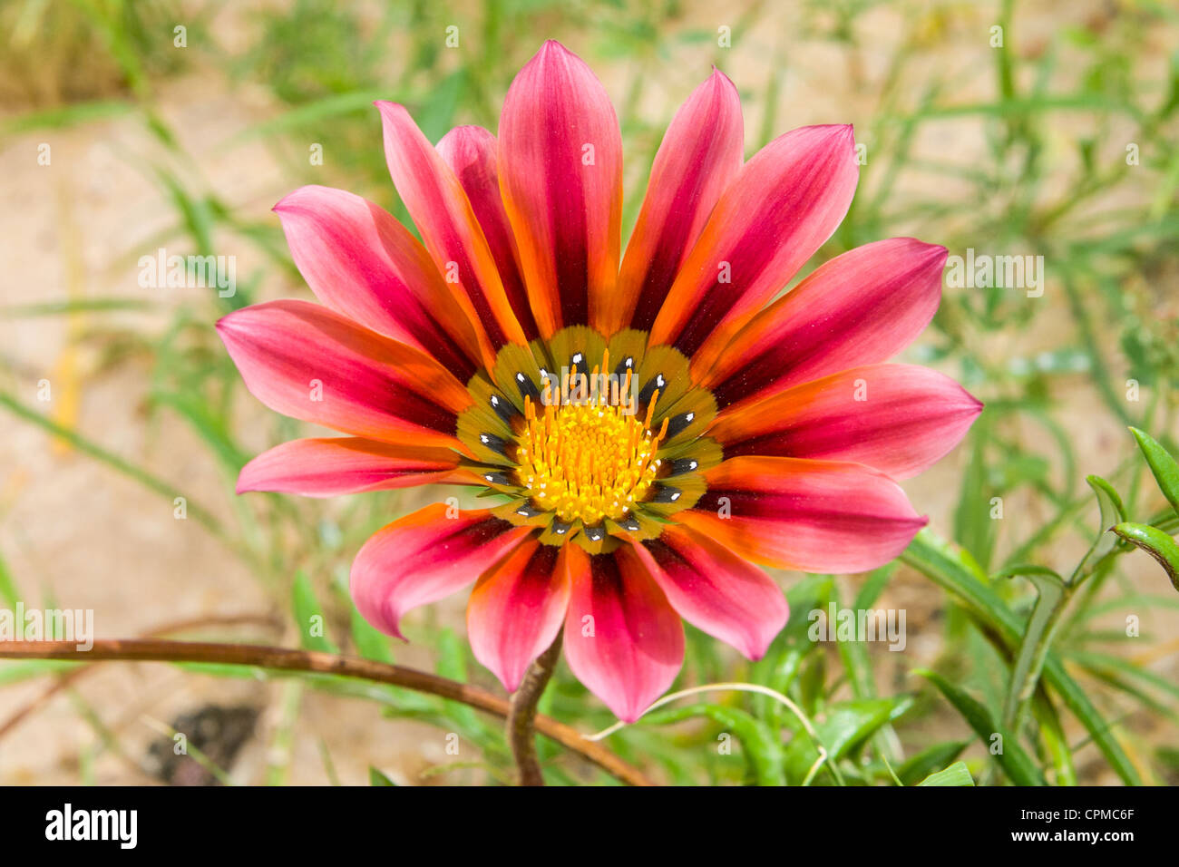Daisy flower grown in the desert Stock Photo - Alamy