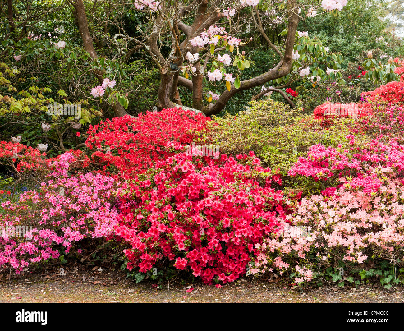 Azaleas and Rhododendrons in Exbury gardens, Hampshire. UK Stock Photo ...