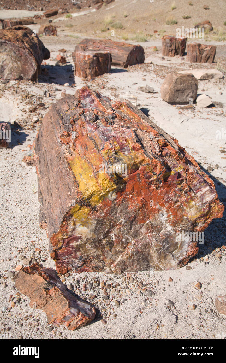 Cross section of petrified wood log hi-res stock photography and images ...