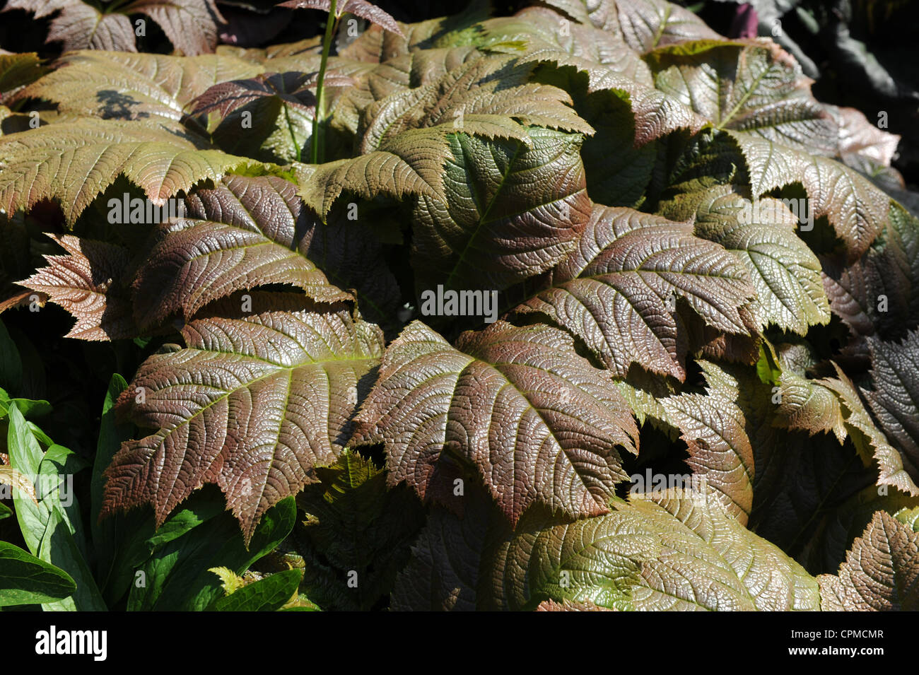 Rodgersia aesculifolia leaves Stock Photo - Alamy