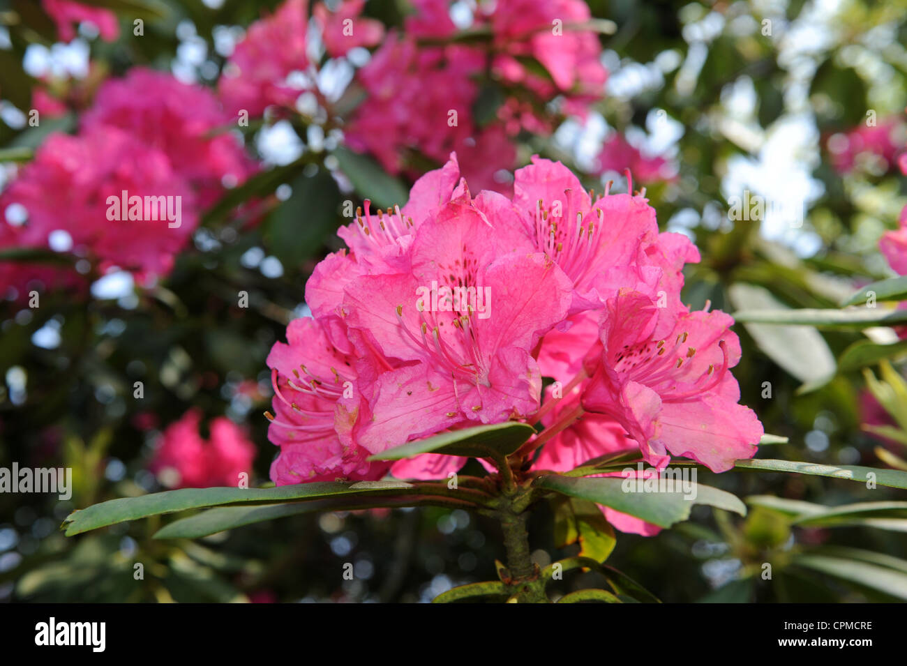 Pink rhododendron Uk Stock Photo - Alamy