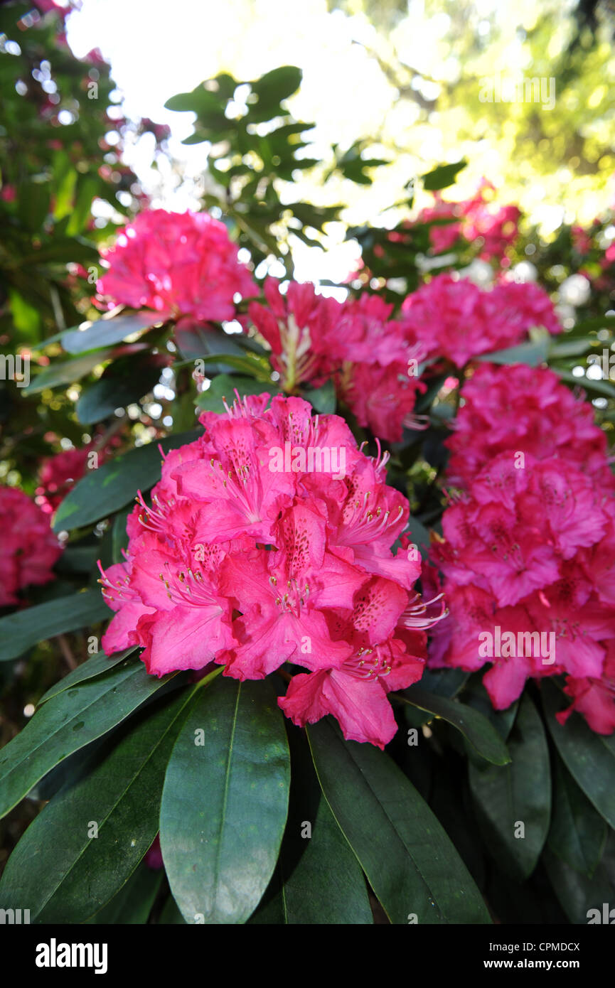 Pink rhododendron Uk Stock Photo - Alamy