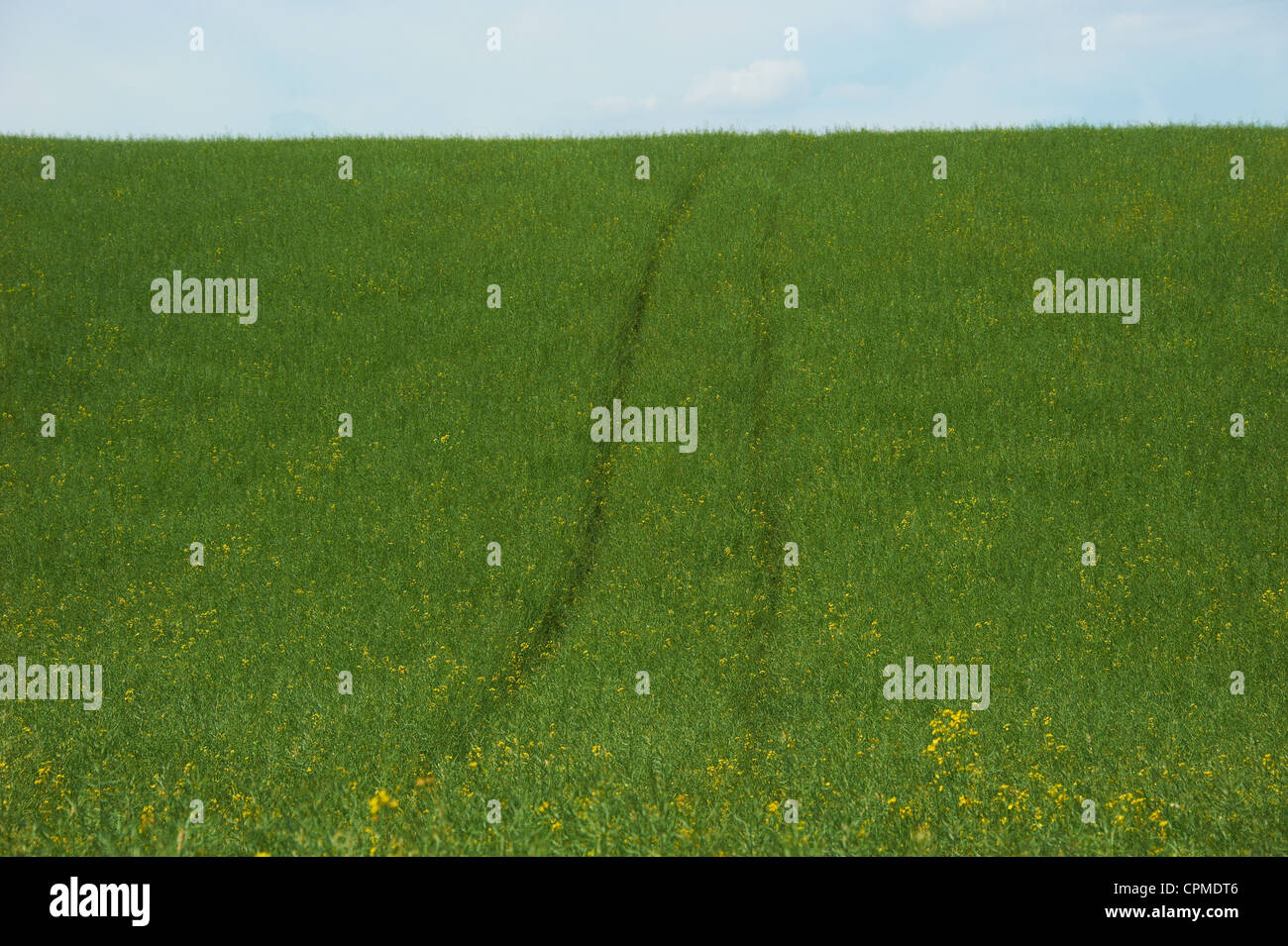 green field and path Stock Photo - Alamy
