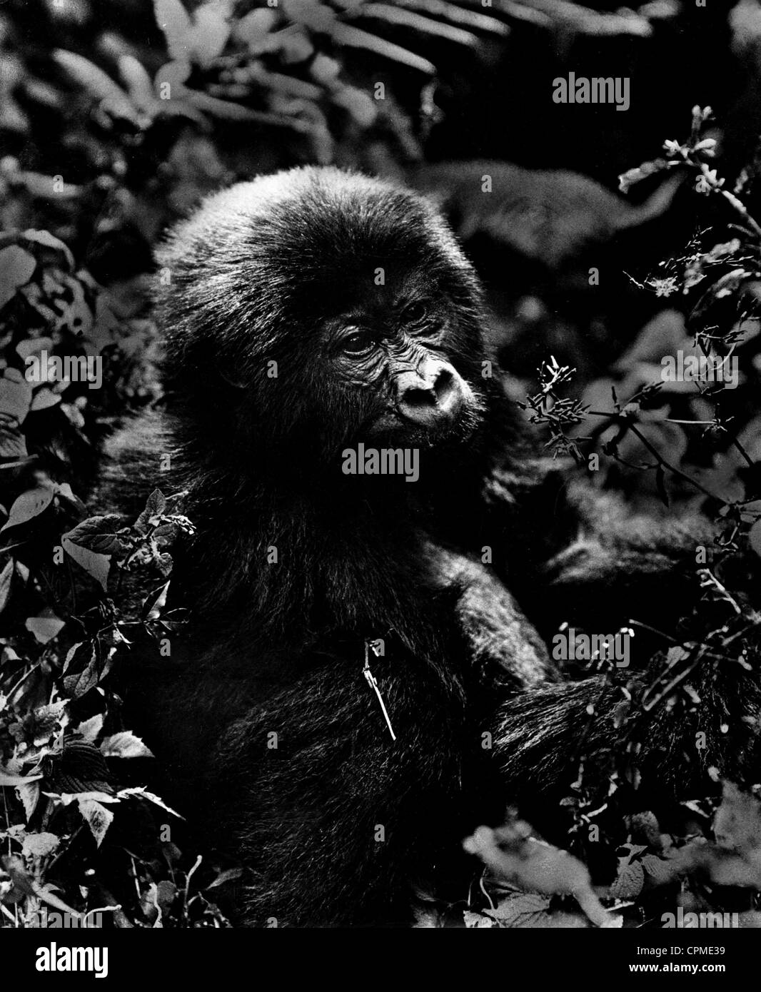 Human gorilla hi-res stock photography and images - Alamy