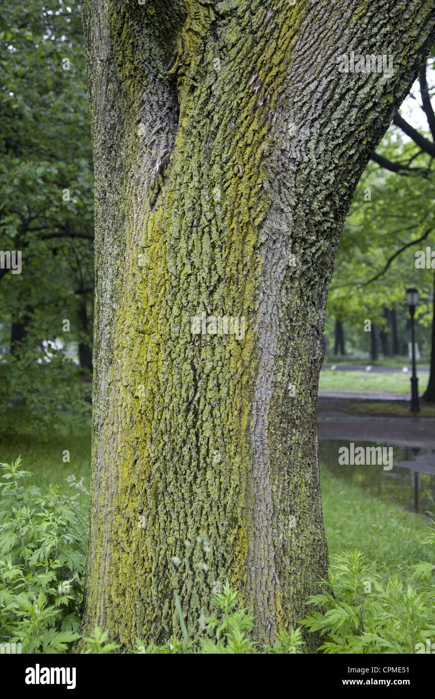 Tree trunk with moss growing on it in Prospect Park, Brooklyn, NY Stock ...