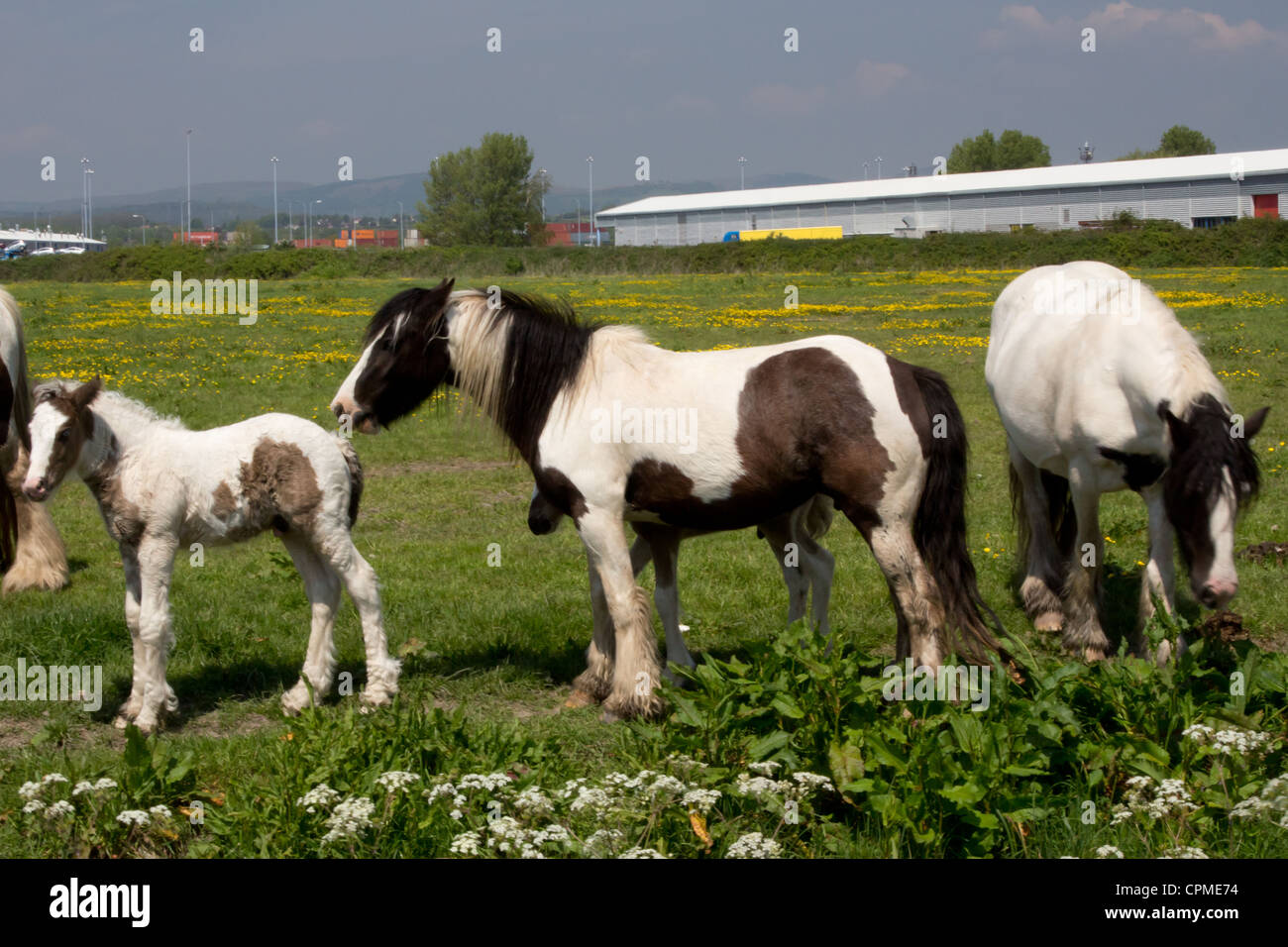 Gypsy horses hi-res stock photography and images - Alamy