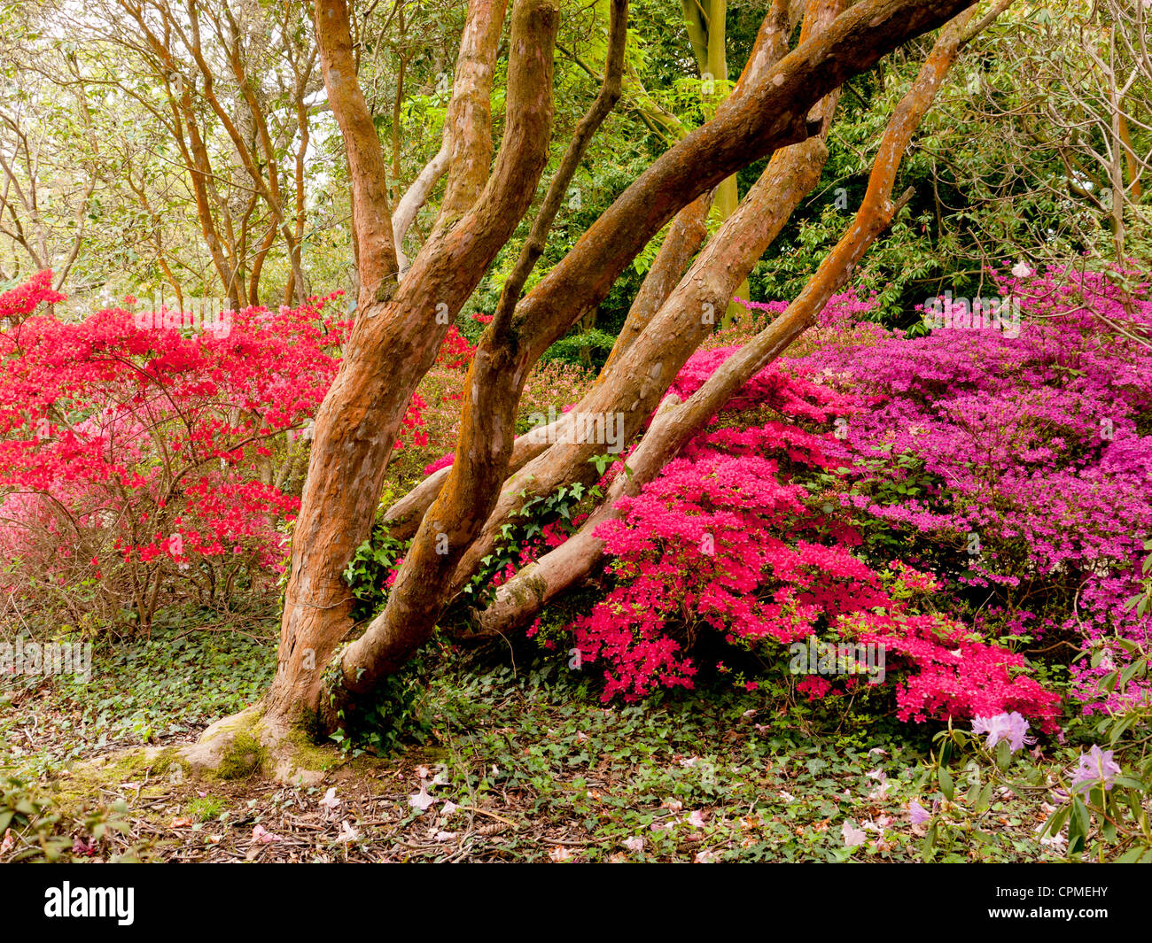 A tree surrounded with Azaleas and Rhododendrons in Exbury gardens ...