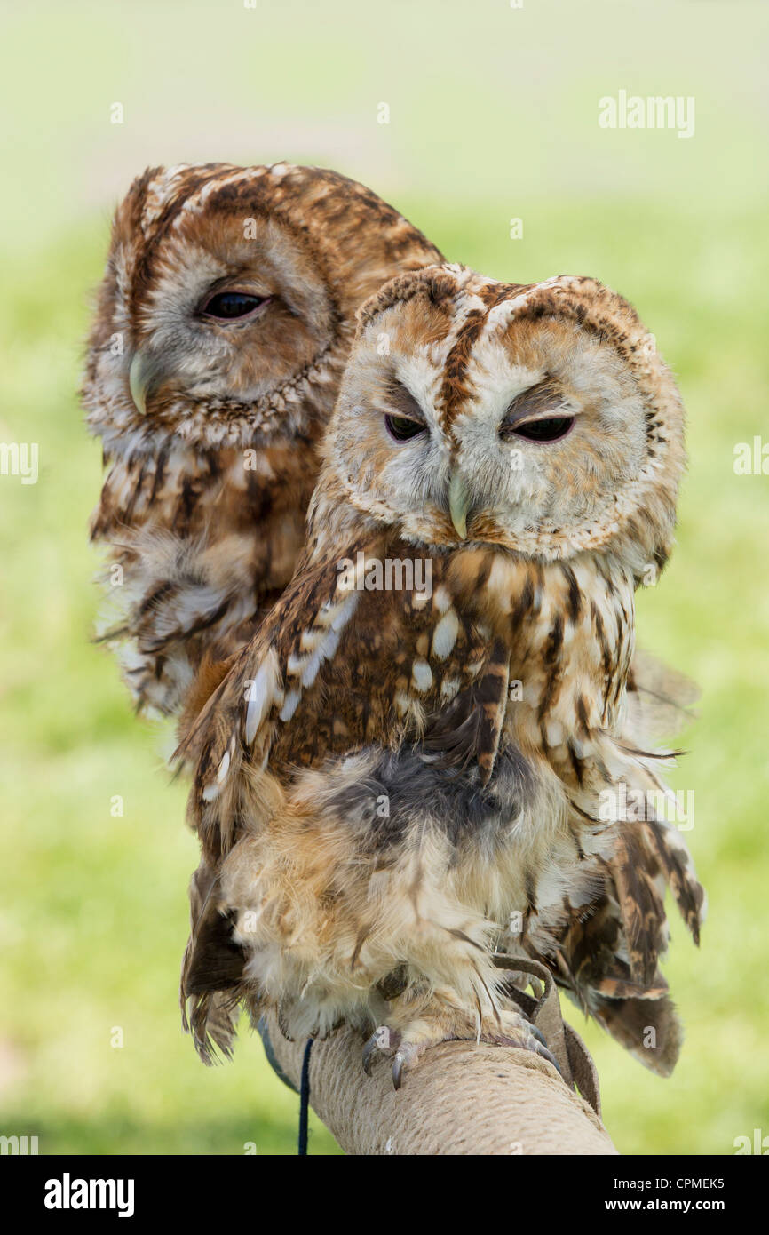 Tawny Owl. Strix aluco (Strigidae Stock Photo - Alamy