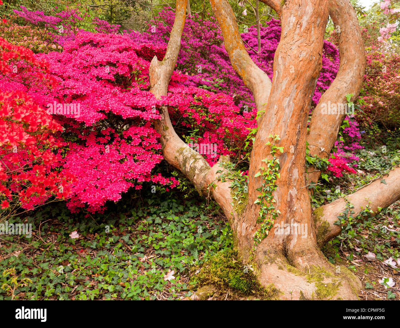 A tree surrounded with Azaleas and Rhododendrons in Exbury gardens ...