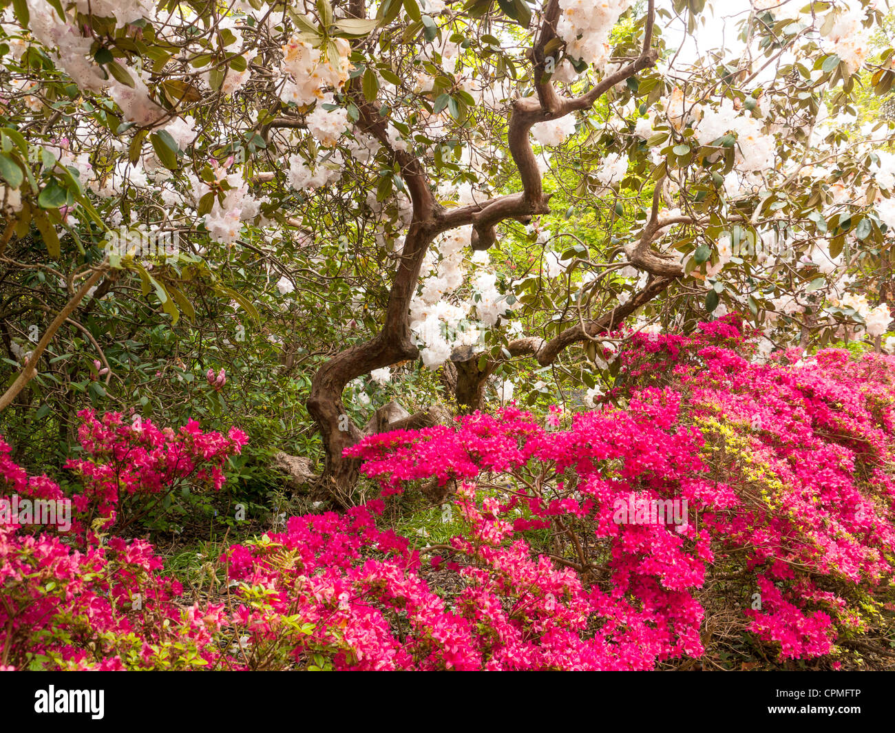 Azaleas and Rhododendrons in Exbury gardens, Hampshire. UK Stock Photo ...