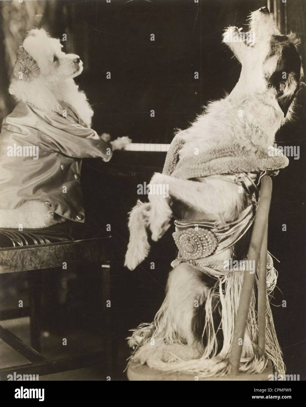 Well dressed dog hi-res stock photography and images - Alamy