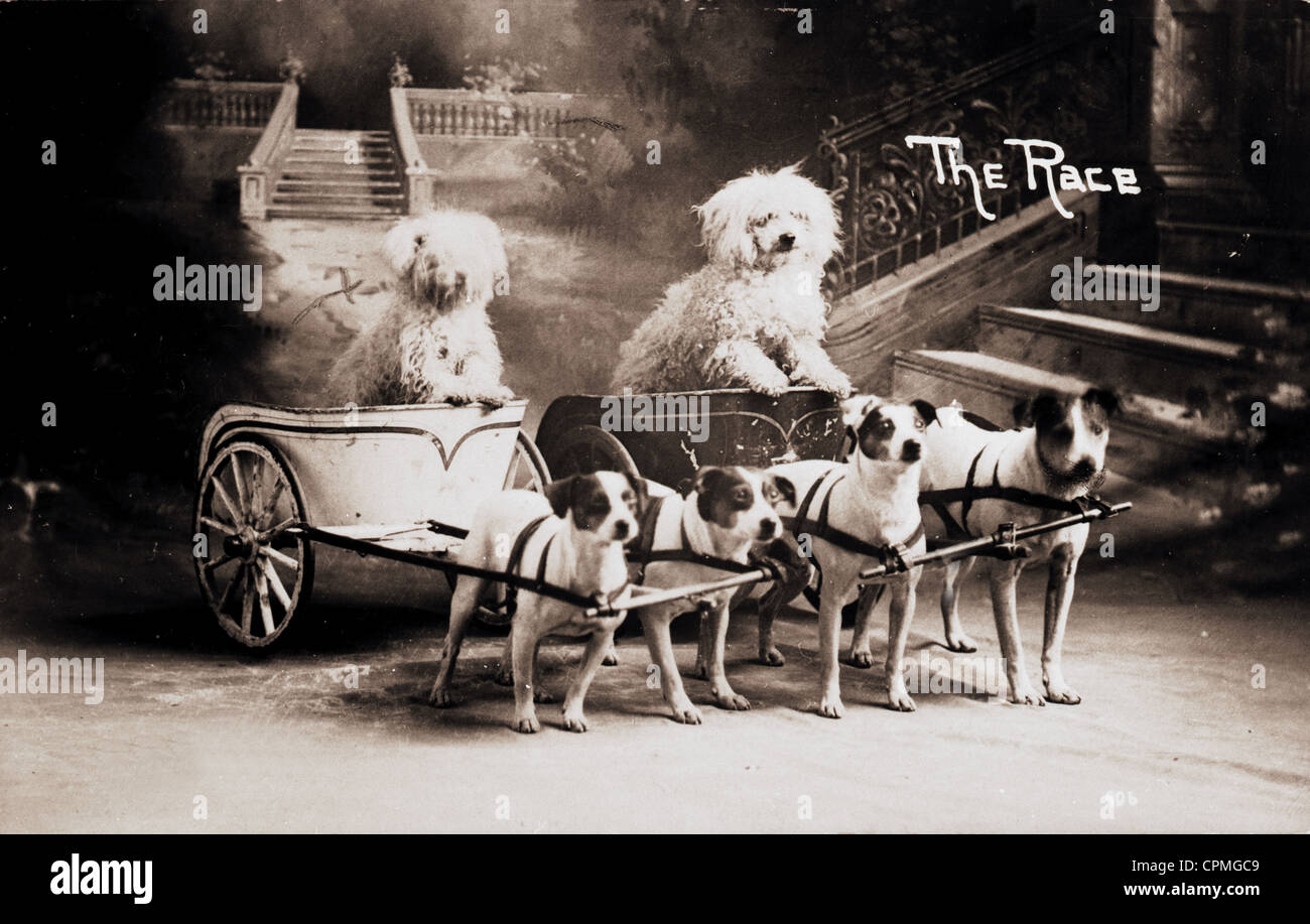Two Poodles About to Start a Dog Chariot Race Stock Photo - Alamy