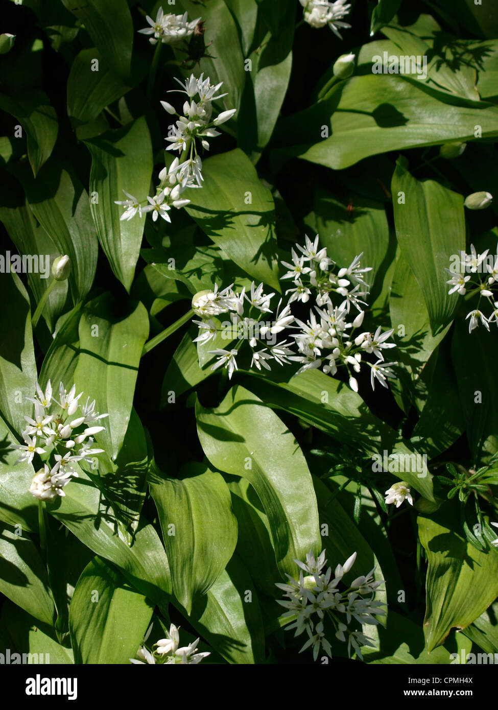 Ramsons, Allium ursinum - Wild Garlic, UK Stock Photo - Alamy