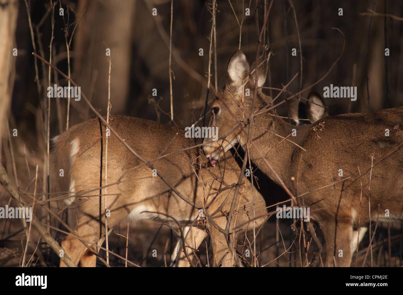 Two whitetail deer in woods thicket of trees with one grooming licking ...
