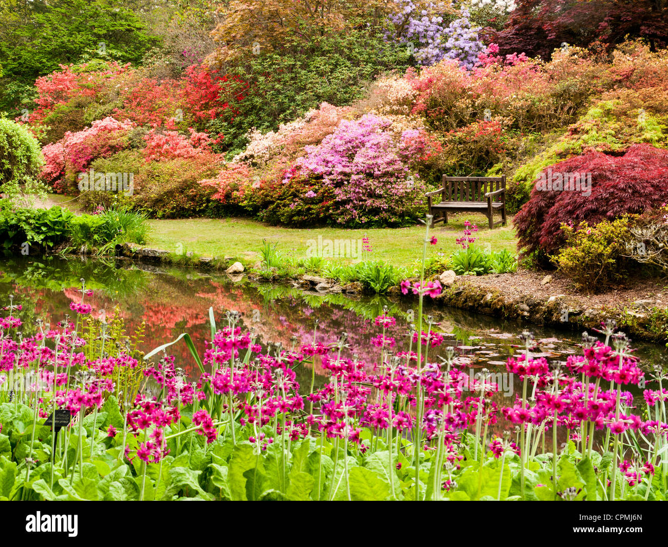 Reflections of Azaleas and Rhododendrons in the pond in Exbury gardens ...