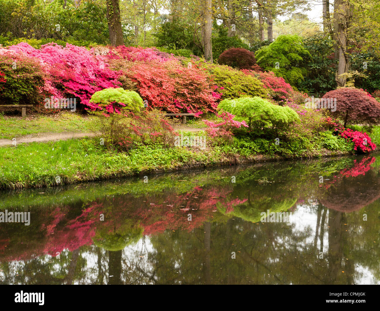 Reflections of Azaleas and Rhododendrons in the pond in Exbury gardens ...