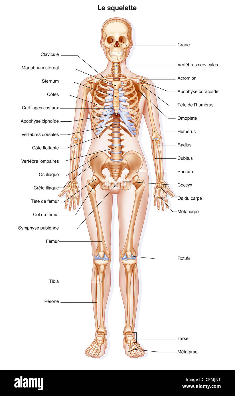 Human Bones Labeled