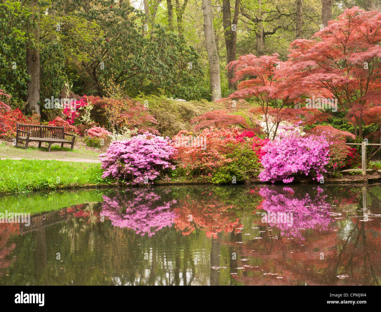 Reflections of Azaleas and Rhododendrons in the pond in Exbury gardens ...