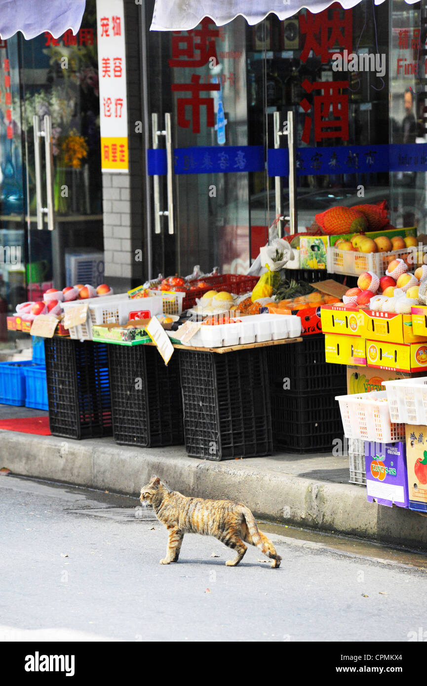 Stray cat china hi-res stock photography and images - Alamy