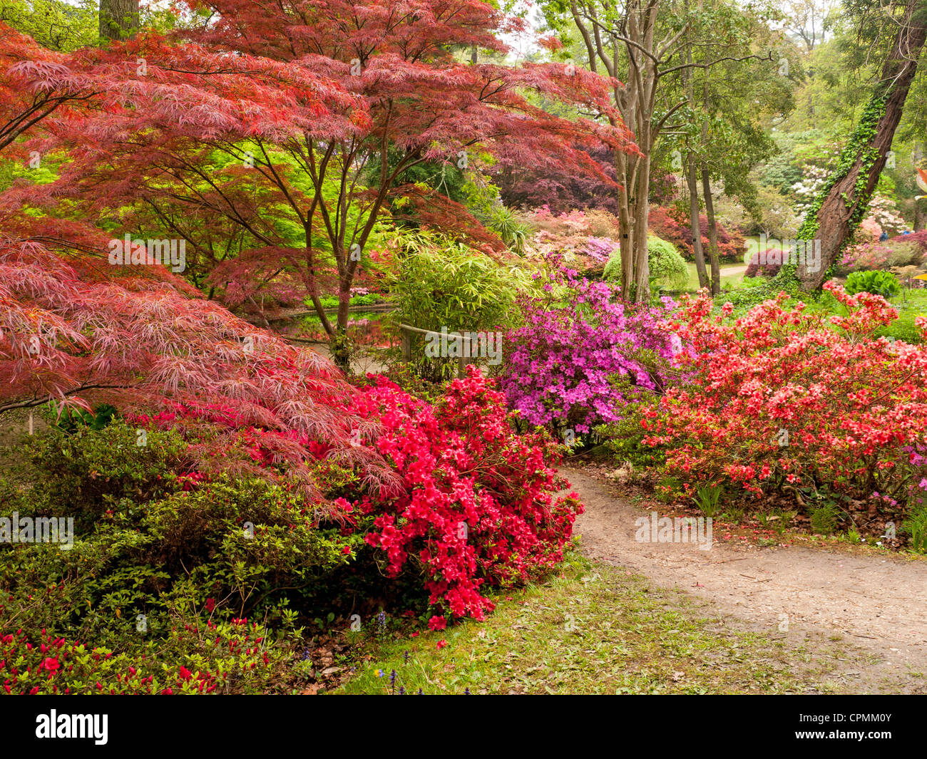 Japanese Acer, Azaleas and Rhododendrons Exbury gardens, Hampshire. UK Stock Photo - Alamy