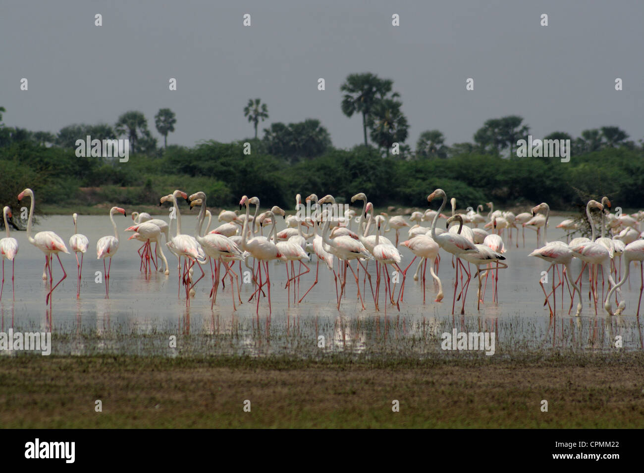 Koonthankulam bird sanctuary in tamilnadu hi-res stock photography and images - Alamy