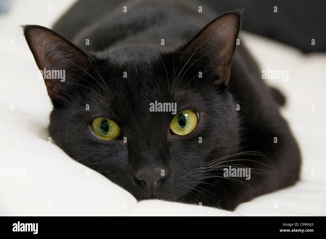 Confined Animals High Resolution Stock Photography and Images - Alamy