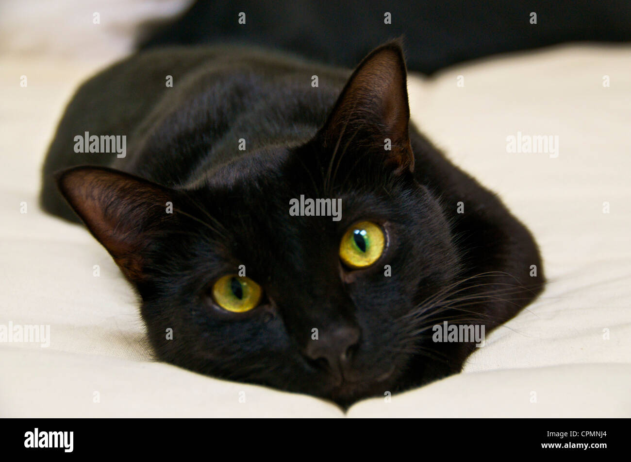 Confined Animals High Resolution Stock Photography and Images - Alamy