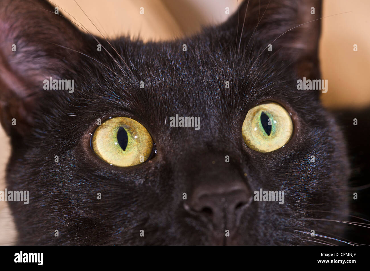 Felis Catus Domesticus High Resolution Stock Photography and Images - Alamy