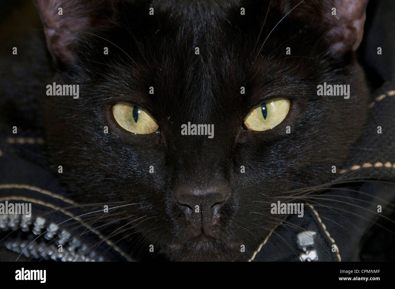 Zoom up cat hi-res stock photography and images - Alamy