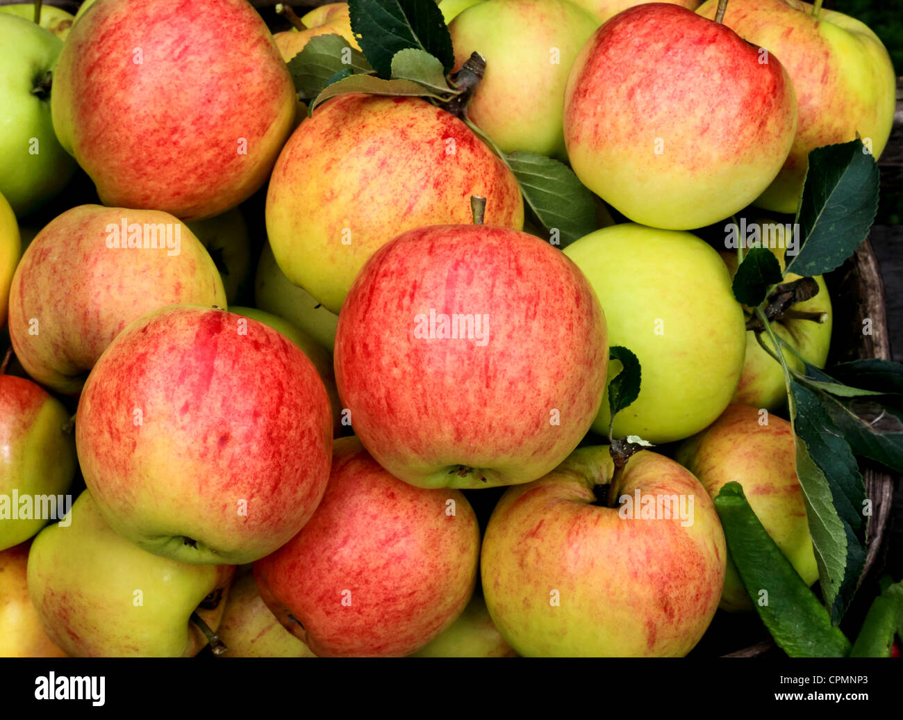 Kent Apples High Resolution Stock Photography and Images - Alamy