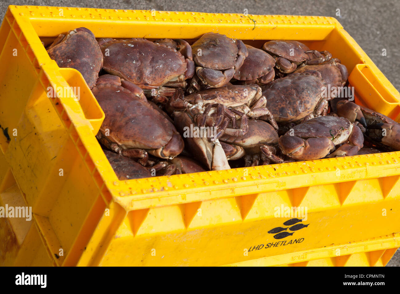 Lobsters fishing crab crabs hi-res stock photography and images - Alamy