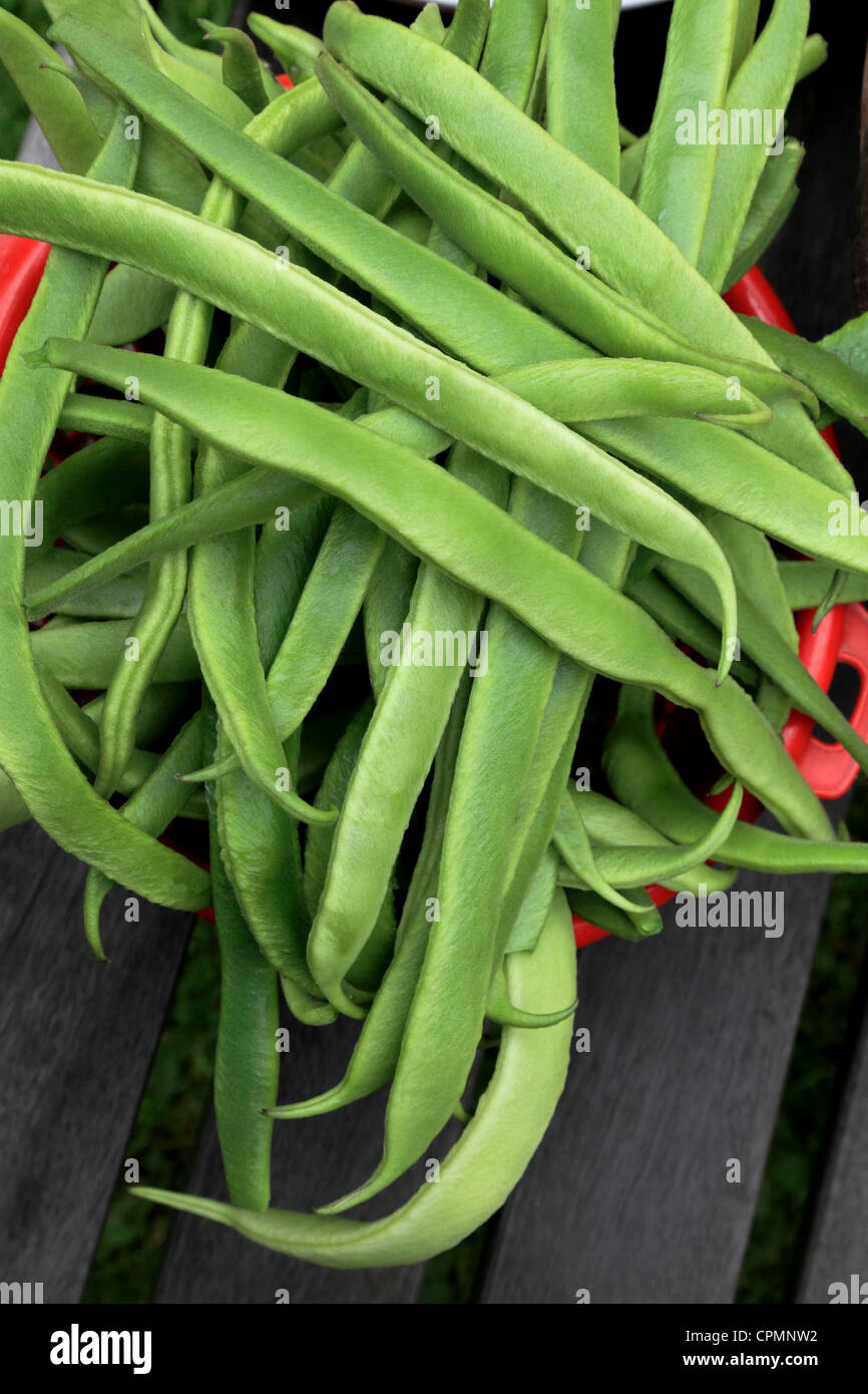 Runner beans hi-res stock photography and images - Alamy