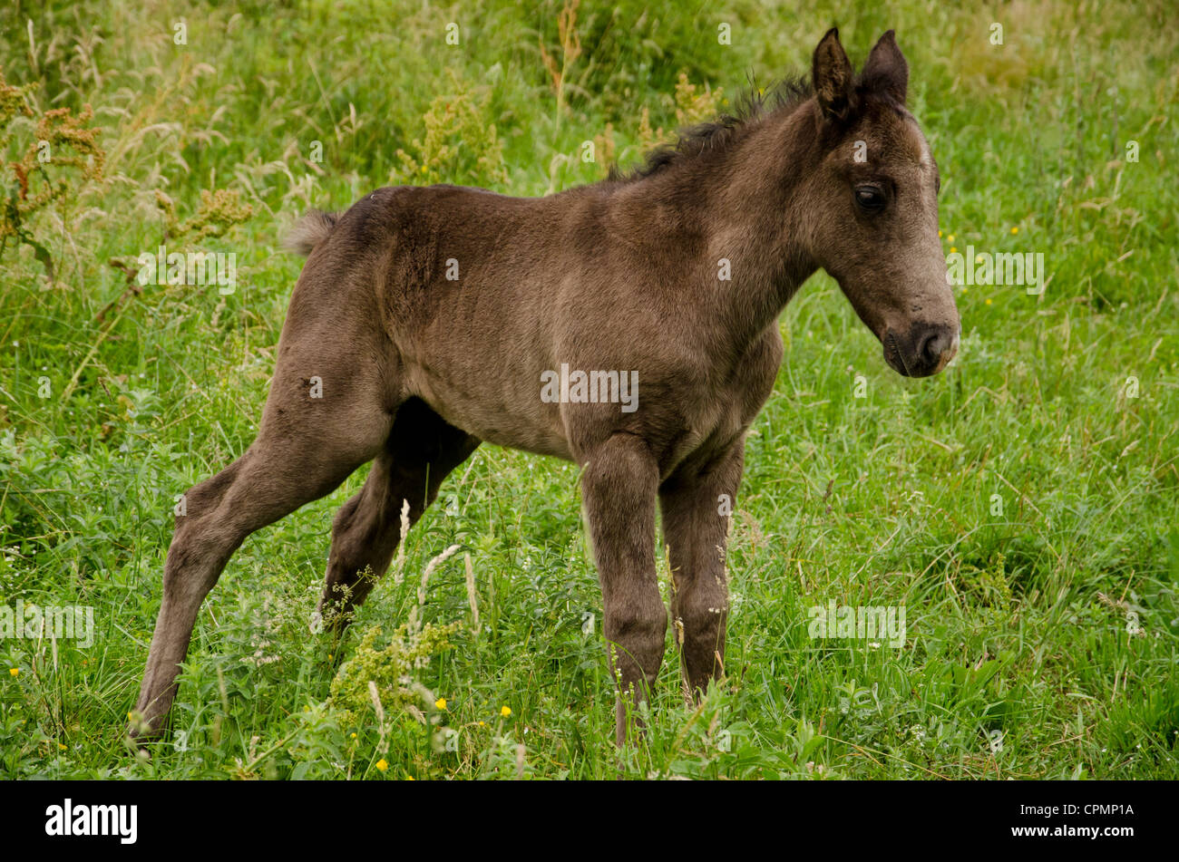 Pony horse head front view hi-res stock photography and images - Alamy