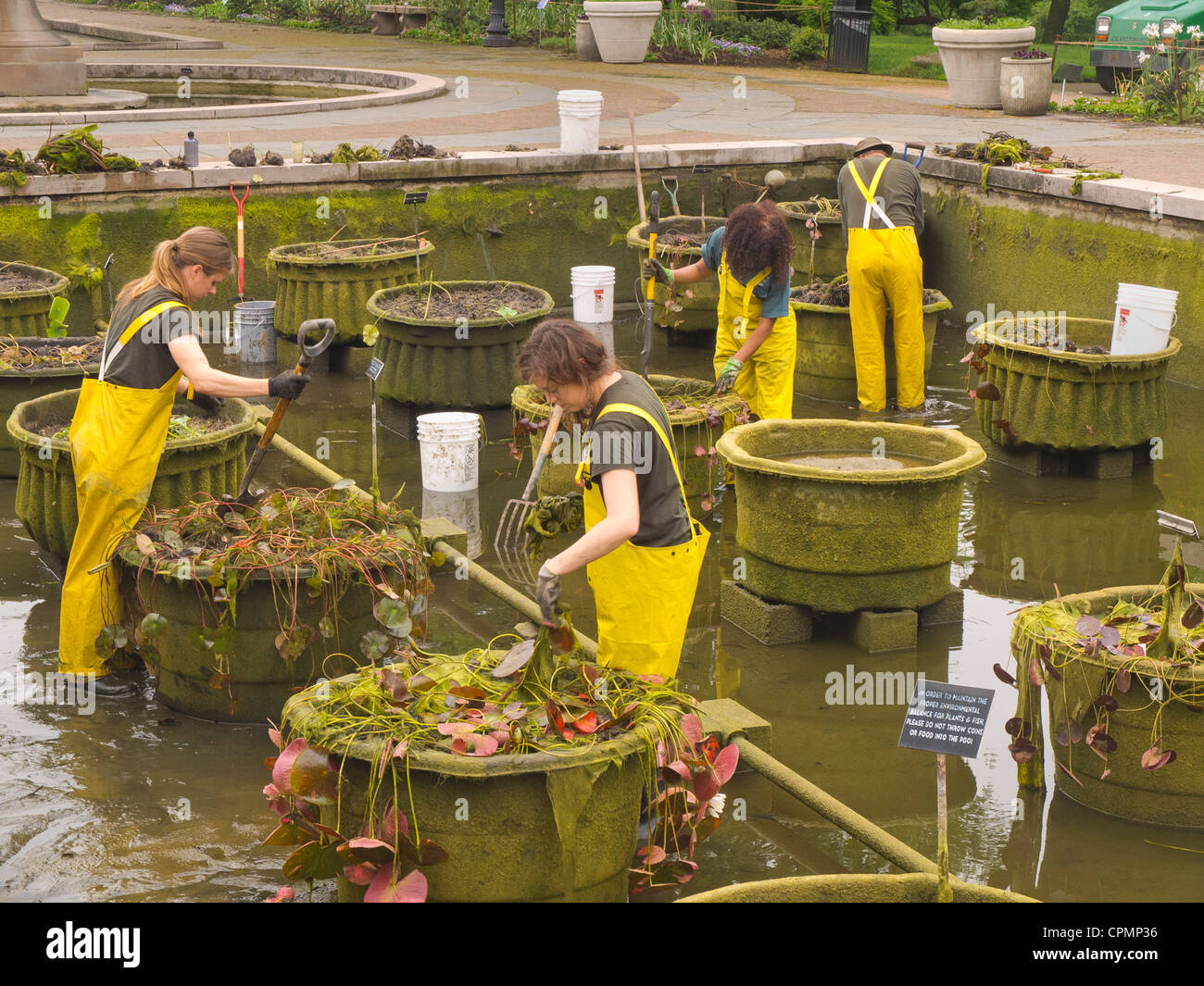 Cleaning lily pools at Brooklyn Botanic Garden Stock Photo - Alamy