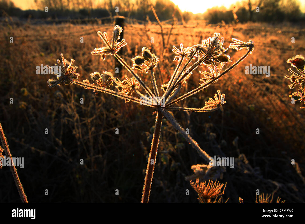 Hoar frost, fog, winter, cold climates, frozen structures, vegetation ...