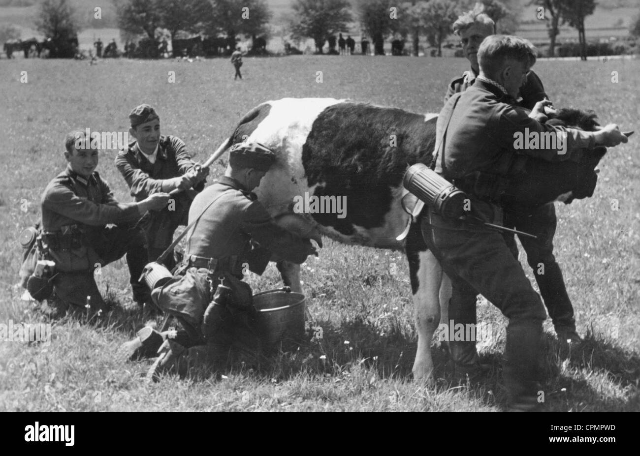 German soldiers in France milk a cow, 1940 Stock Photo - Alamy