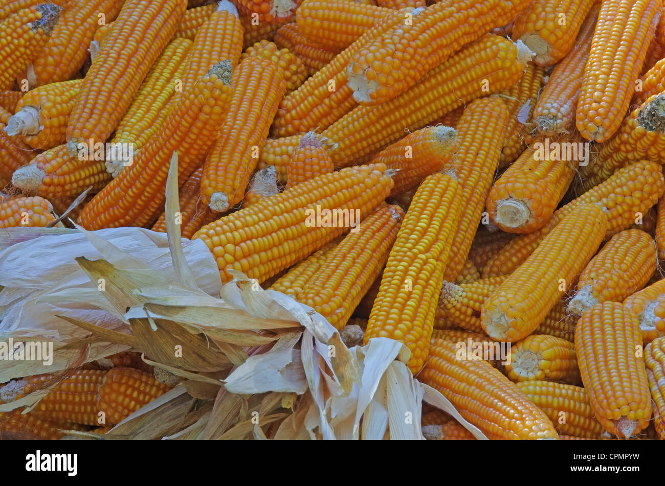 Corn harvesting background, close up image Stock Photo - Alamy