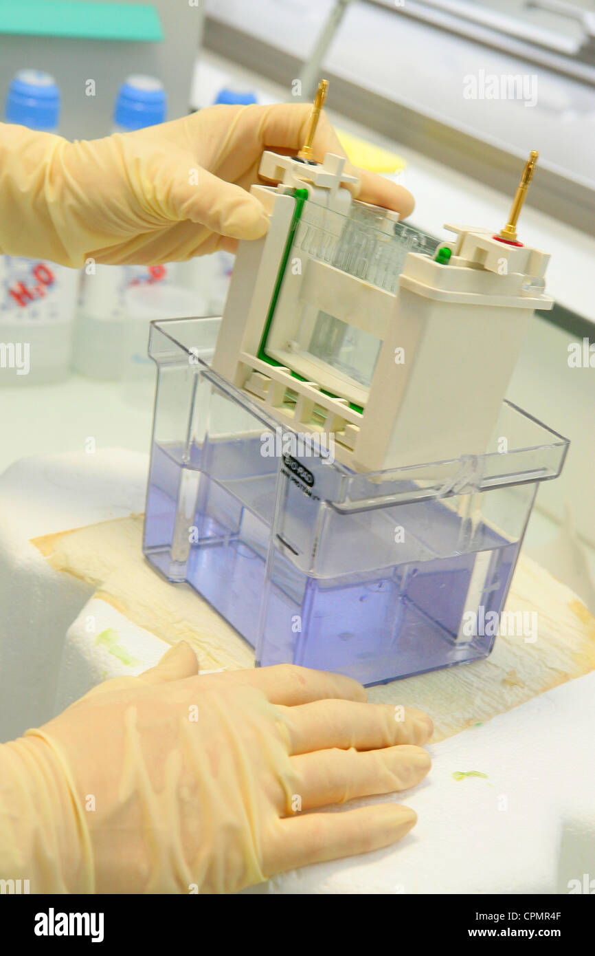 Human dna electrophoresis hi-res stock photography and images - Alamy