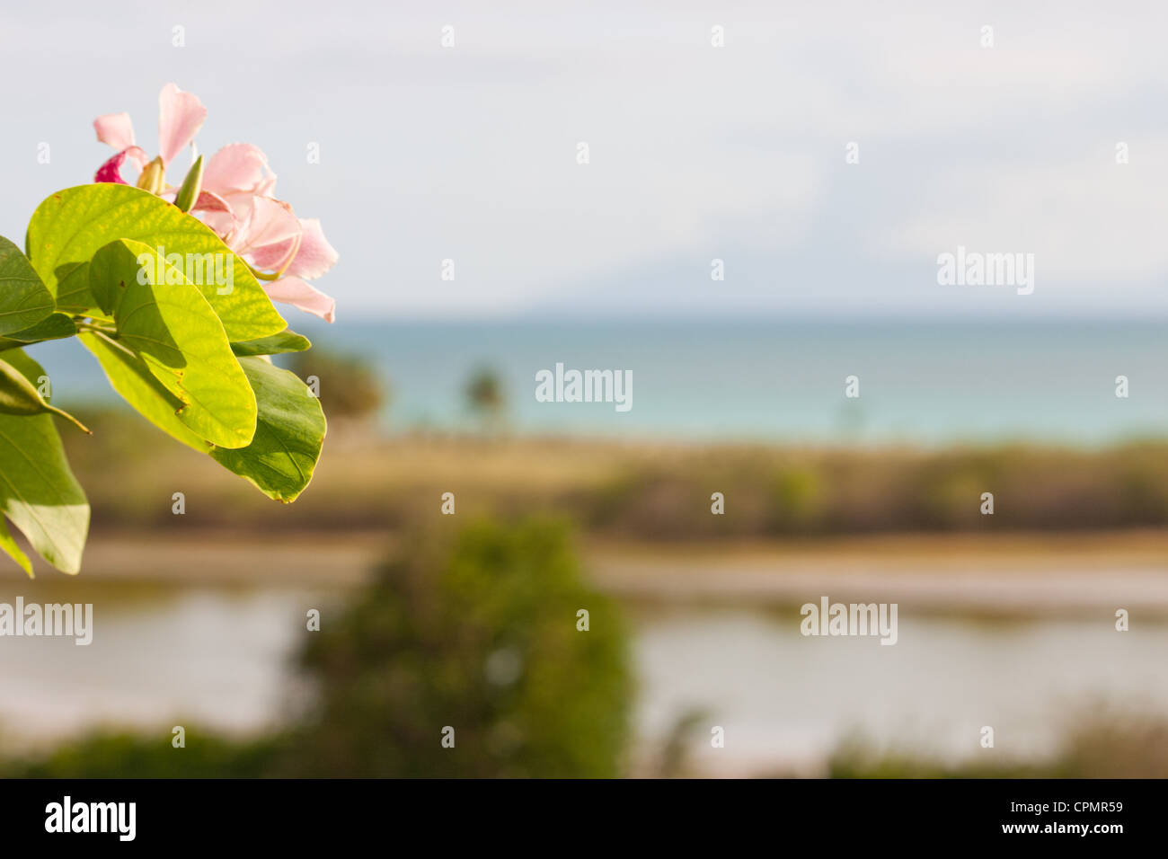 A single Antiguan flower, with the Caribbean sea in the background ...