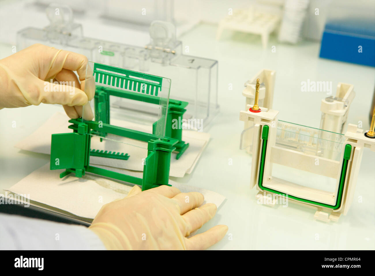 Polyacrylamide gel electrophoresis hi-res stock photography and images ...